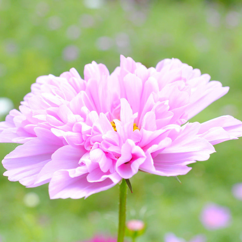 Cosmos 'Double Dutch Rose' Seeds – Stocks & Green