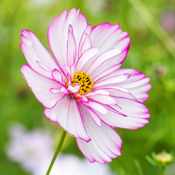 Cosmos 'Fizzy Rose Picotee' Seeds – Stocks & Green