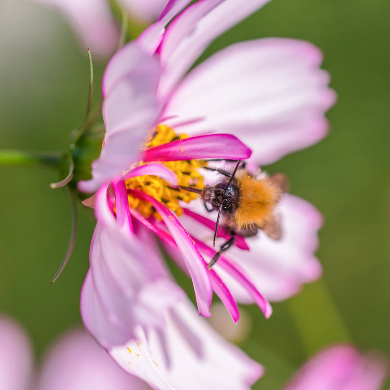 Cosmos 'Fizzy Rose Picotee' Seeds – Stocks & Green