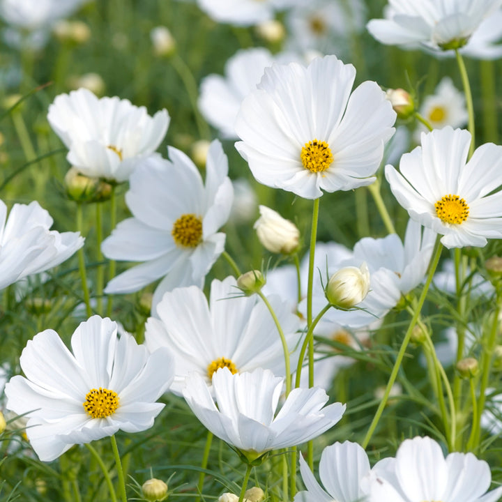 Cosmos – Stocks & Green