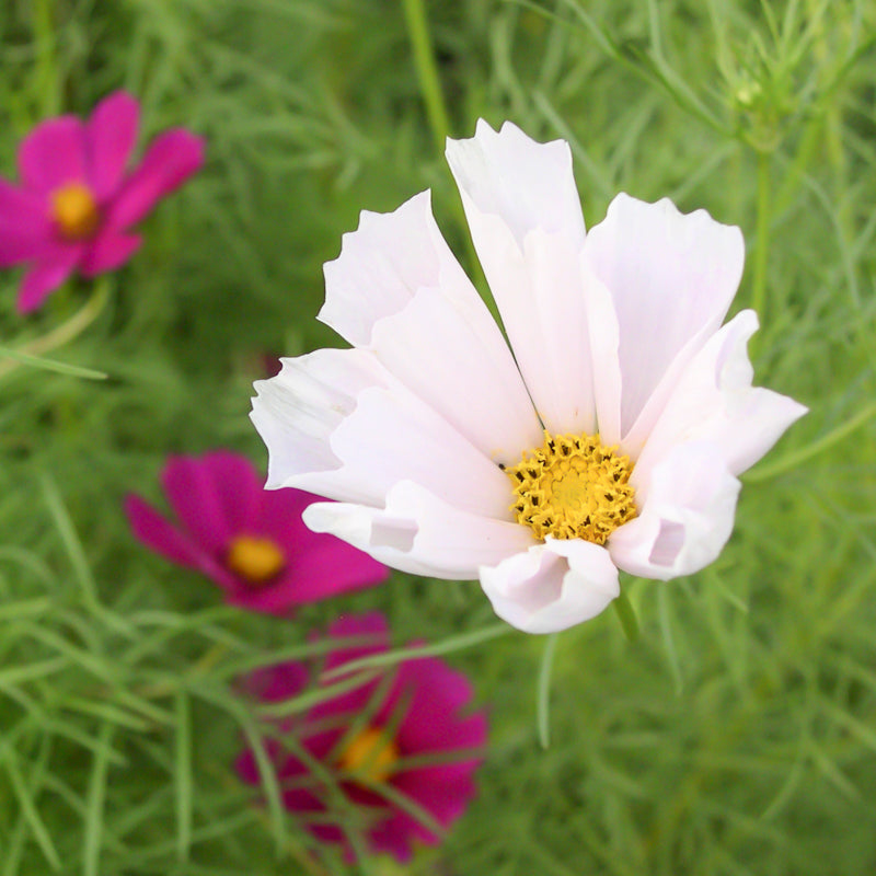 Cosmos 'Seashells Mixed' Seeds – Stocks & Green