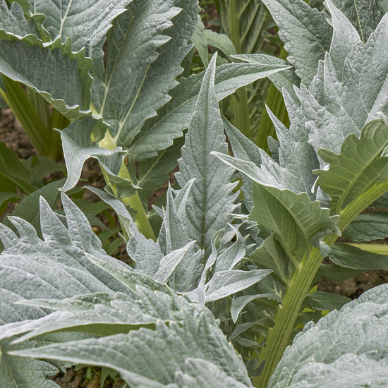 Cynara cardunculus - Cardoon Seeds – Stocks & Green