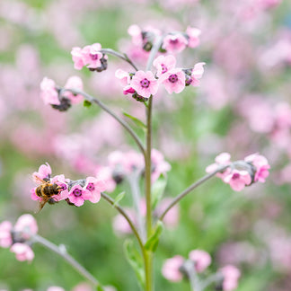 Cynoglossum 'Mystic Pink' Seeds – Stocks & Green