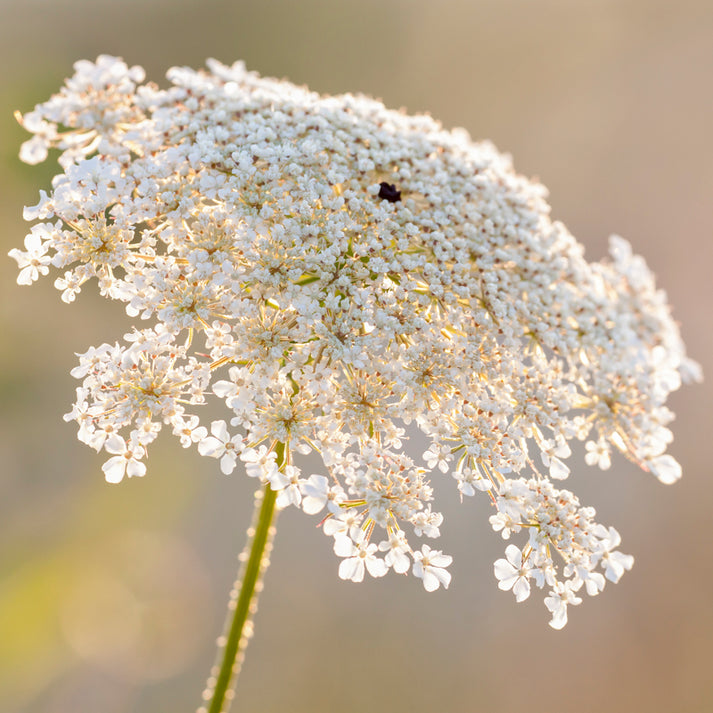 Daucus carota - Wild Carrot Seeds – Stocks & Green