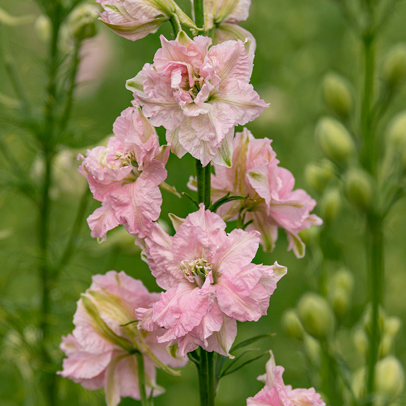 Delphinium consolida 'Salmon Spire' Seeds – Stocks & Green