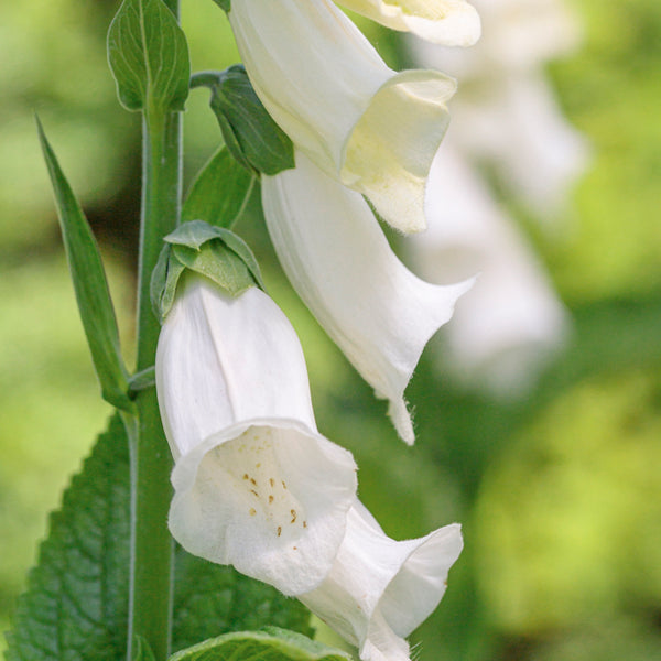 Digitalis alba - White Foxgloves Seeds – Stocks & Green