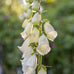 Digitalis alba - White Foxgloves Seeds – Stocks & Green