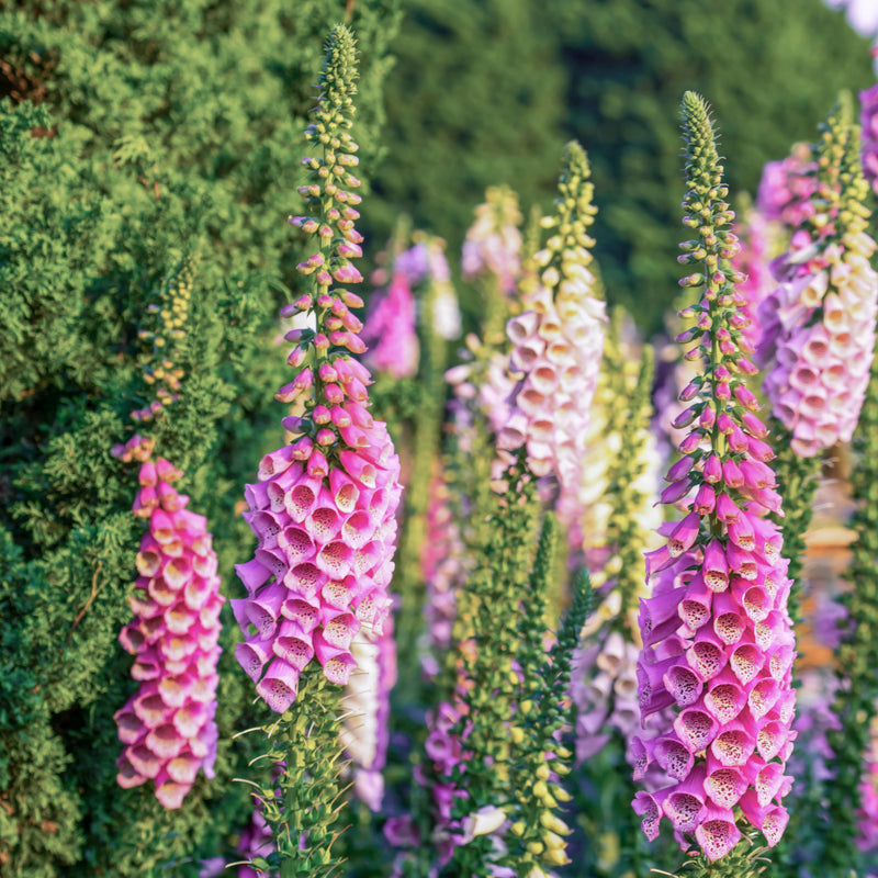 Digitalis 'Excelsior Hybrids' Foxgloves - Seeds – Stocks & Green