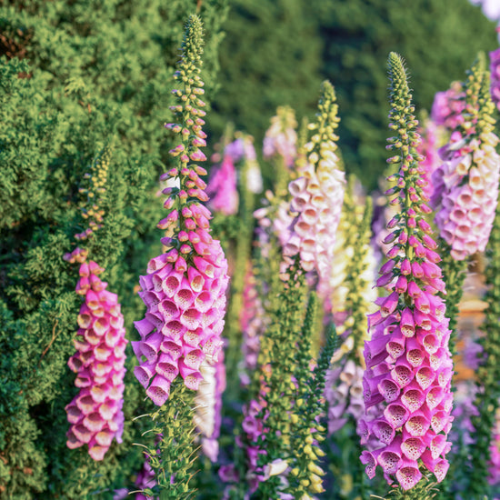 Digitalis 'Excelsior Hybrids' Foxgloves - Seeds – Stocks & Green