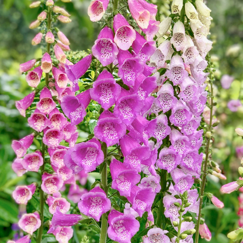 Digitalis 'Excelsior Hybrids' Foxgloves - Seeds – Stocks & Green
