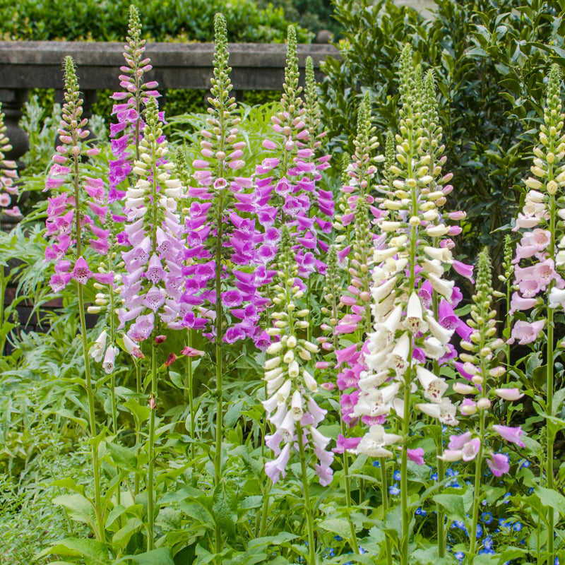Digitalis 'Excelsior Hybrids' Foxgloves - Seeds – Stocks & Green