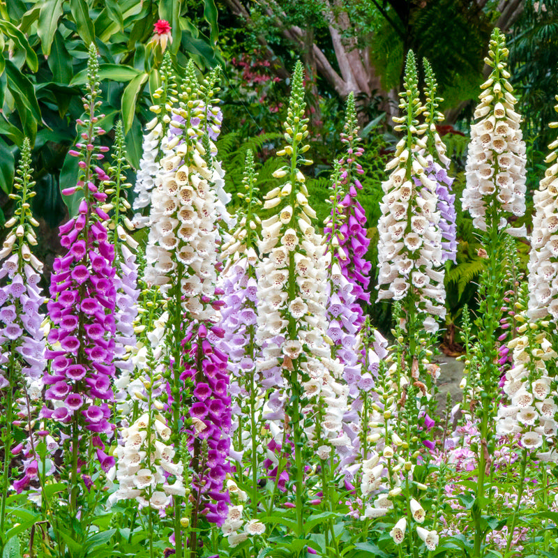 Digitalis 'Foxy Mixed' (Foxgloves) Seeds – Stocks & Green