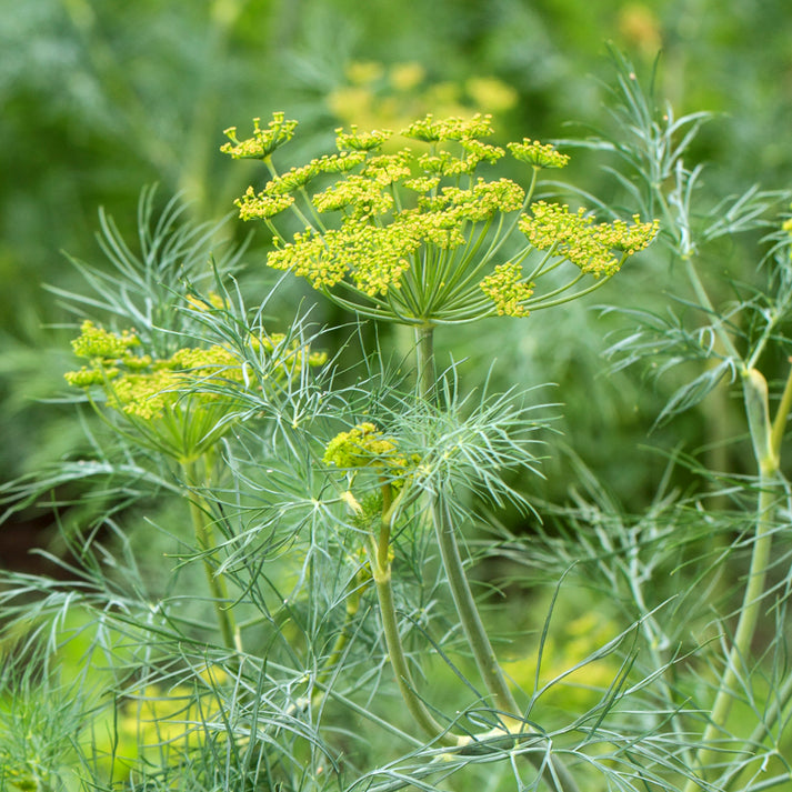Dill Seeds – Stocks & Green