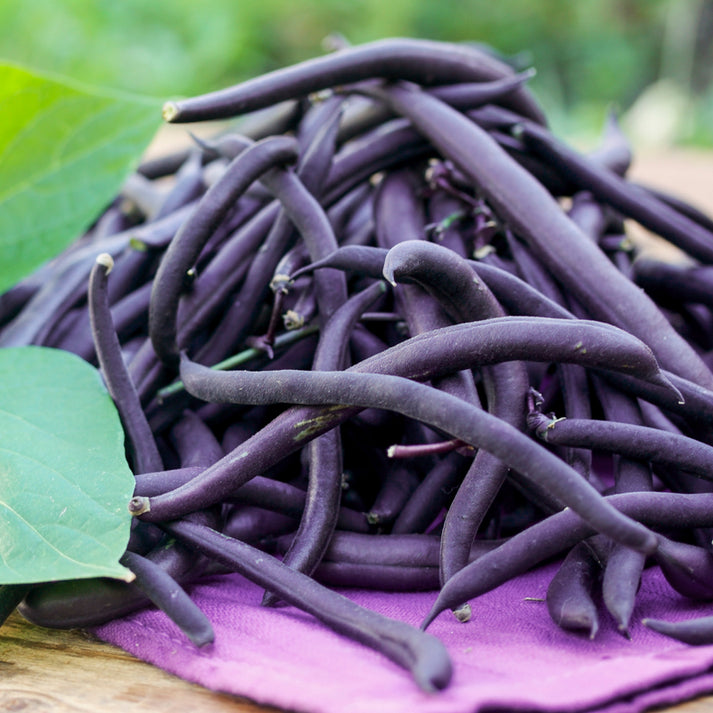Dwarf French Bean 'Purple Teepee' Seeds – Stocks & Green