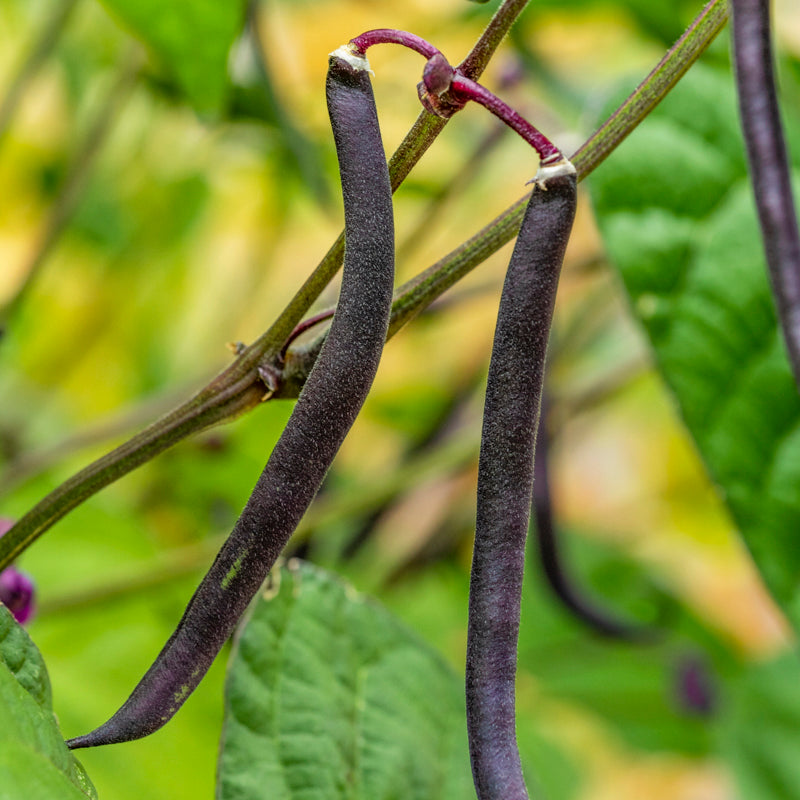 Dwarf French Bean 'Purple Teepee' Seeds – Stocks & Green