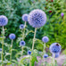 Echinops ritro - Globe Thistle Seeds – Stocks & Green