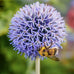 Echinops ritro - Globe Thistle Seeds – Stocks & Green