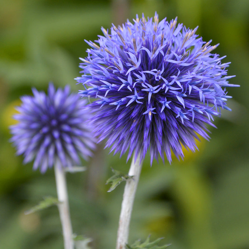 Echinops ritro - Globe Thistle Seeds – Stocks & Green
