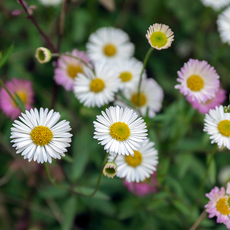 Erigeron karvinskianus - Seeds – Stocks & Green