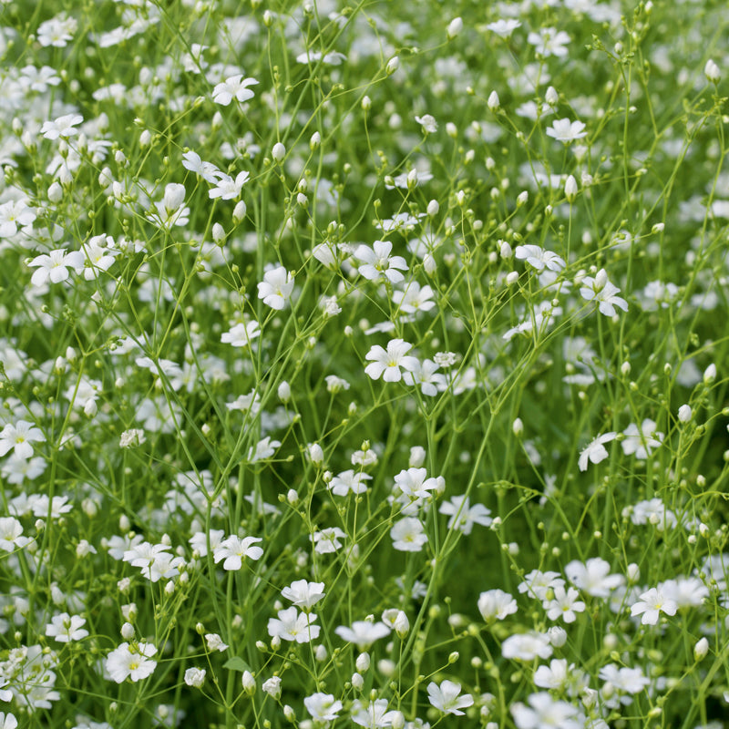 Gypsophila elegans 'Covent Garden' - Baby's Breath Seeds – Stocks & Green