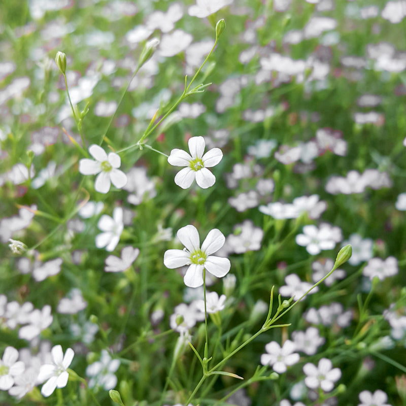 Gypsophila elegans 'Covent Garden' - Baby's Breath Seeds – Stocks & Green