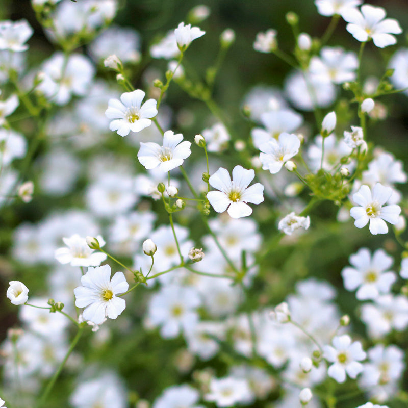 Gypsophila elegans 'Covent Garden' - Baby's Breath Seeds – Stocks & Green