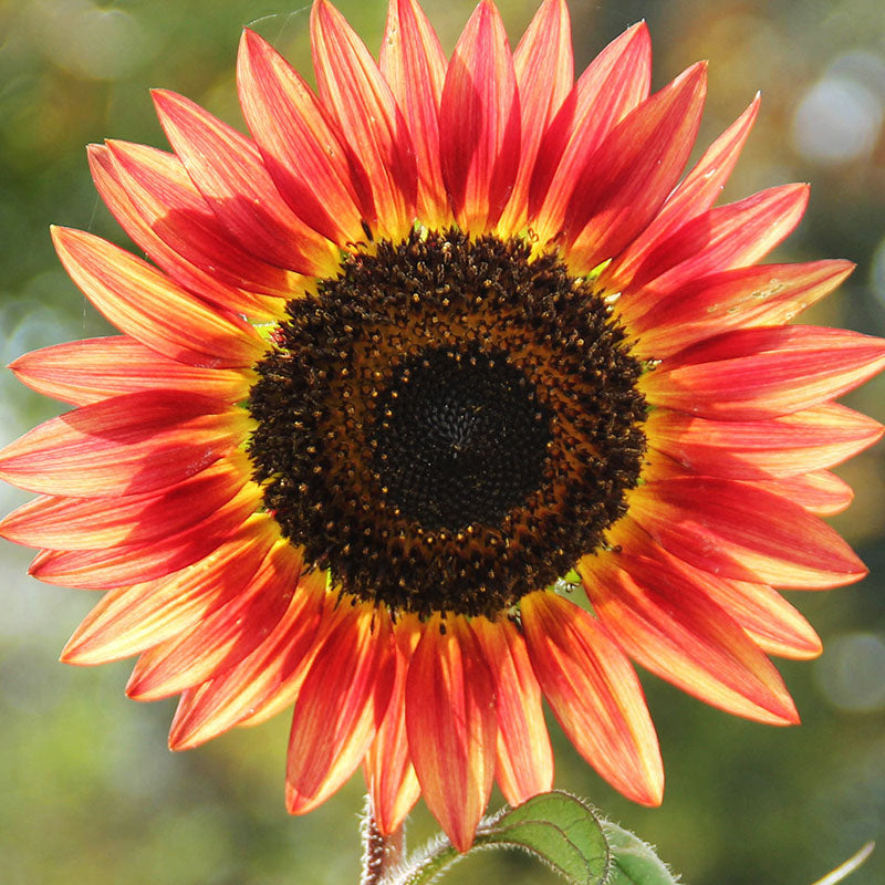 Helianthus 'Ms Mars' - Sunflower Seeds – Stocks & Green