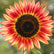 Helianthus 'Ms Mars' - Sunflower Seeds – Stocks & Green
