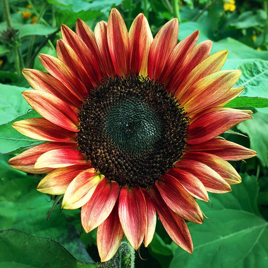 Helianthus 'Ms Mars' - Sunflower Seeds – Stocks & Green