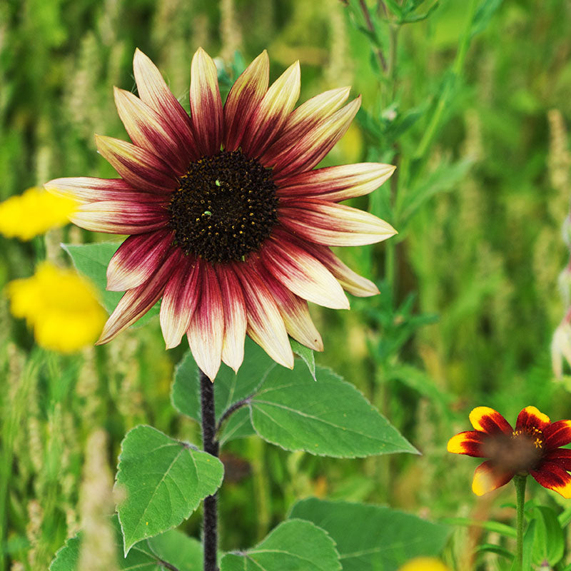 Helianthus 'Ms Mars' - Sunflower Seeds – Stocks & Green