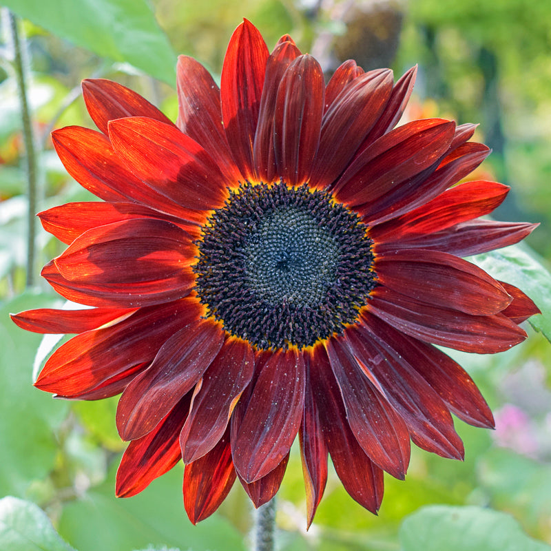 Velvet Queen Sunflower