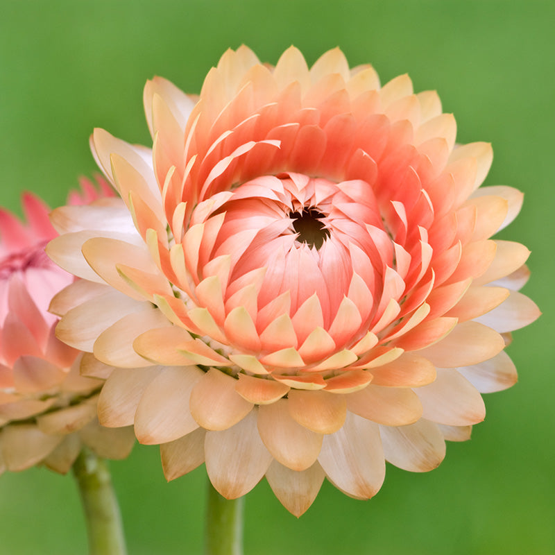 Helichrysum 'Salmon Rose' Seeds – Stocks & Green