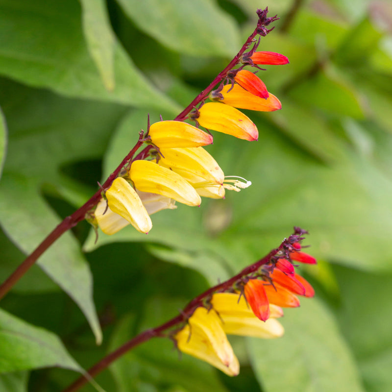 Ipomoea lobata 'Exotic Love' (Mina lobata) - Spanish Flag Seeds ...