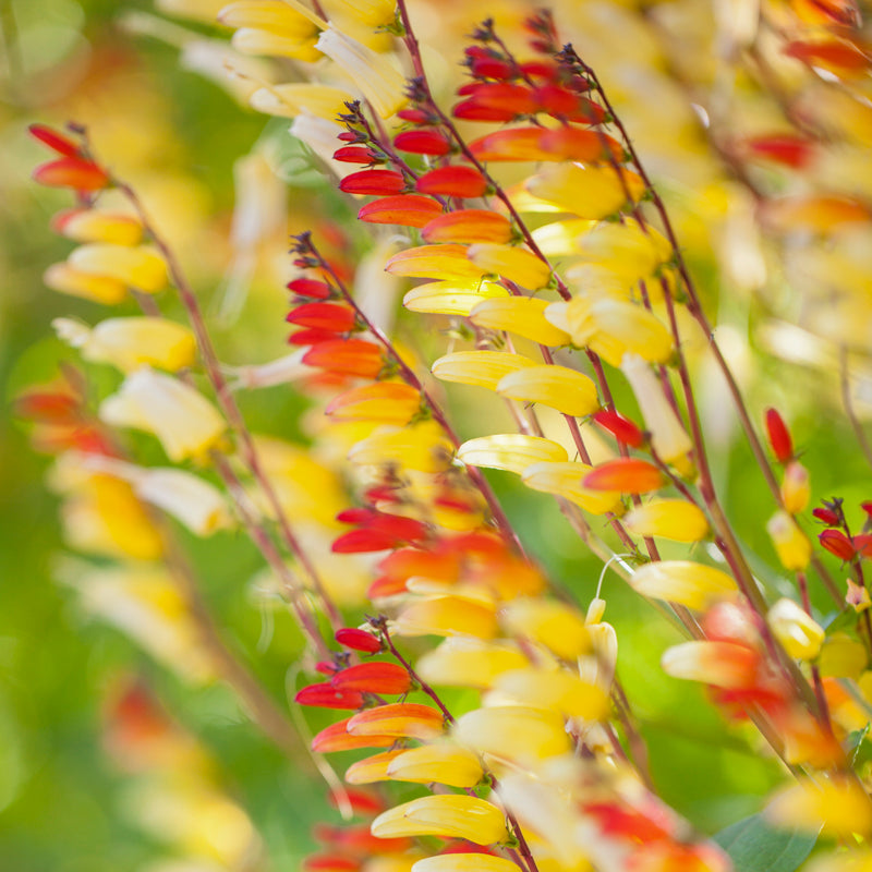 Ipomoea lobata 'Exotic Love' (Mina lobata) - Spanish Flag Seeds ...