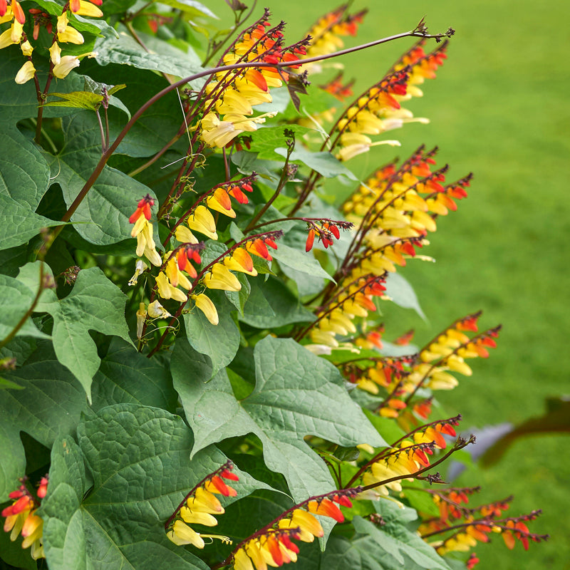 Ipomoea lobata 'Exotic Love' (Mina lobata) - Spanish Flag Seeds ...