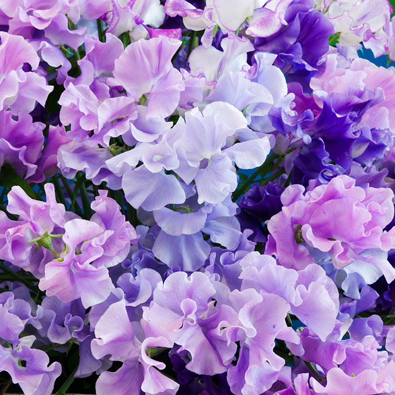 Lathyrus 'Midnight Blues' Seeds – Stocks & Green