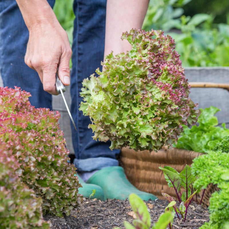 Lettuce 'Lollo Rossa' Seeds – Stocks & Green