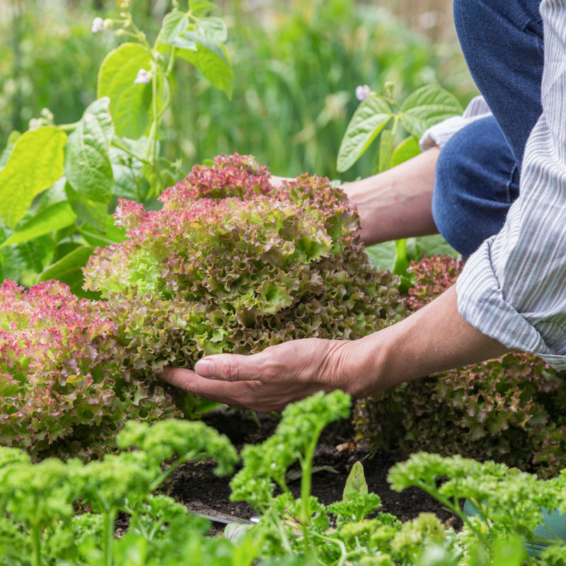 Lettuce 'Lollo Rossa' Seeds – Stocks & Green