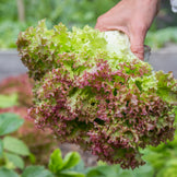 Lettuce 'Lollo Rossa' Seeds – Stocks & Green