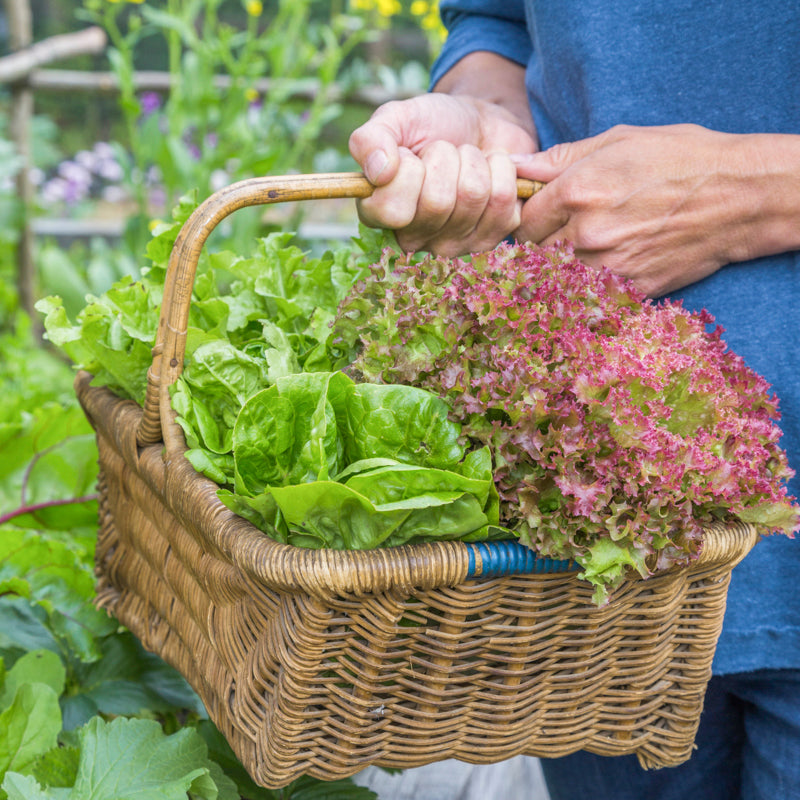 Lettuce 'Lollo Rossa' Seeds – Stocks & Green