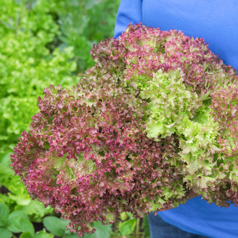 Lettuce 'Lollo Rossa' Seeds – Stocks & Green