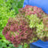 Lettuce 'Lollo Rossa' Seeds – Stocks & Green