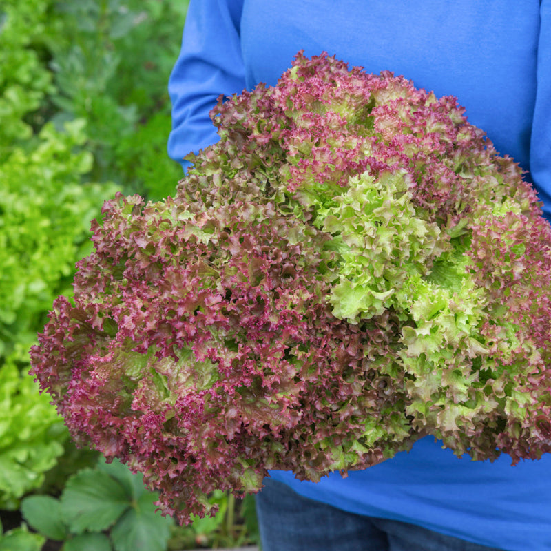 Lettuce 'Lollo Rossa' Seeds – Stocks & Green