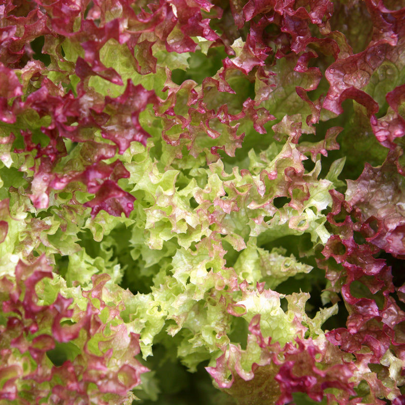 Lettuce 'Lollo Rossa' Seeds – Stocks & Green
