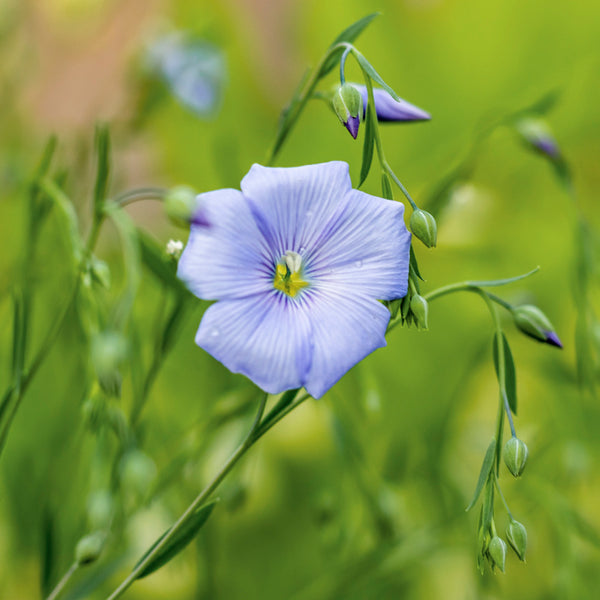 Linum perenne - Blue Flax Seeds – Stocks & Green