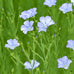 Linum perenne - Blue Flax Seeds – Stocks & Green