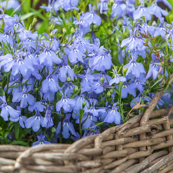 Lobelia 'Cambridge Blue' - Trailing Lobelia Seeds – Stocks & Green