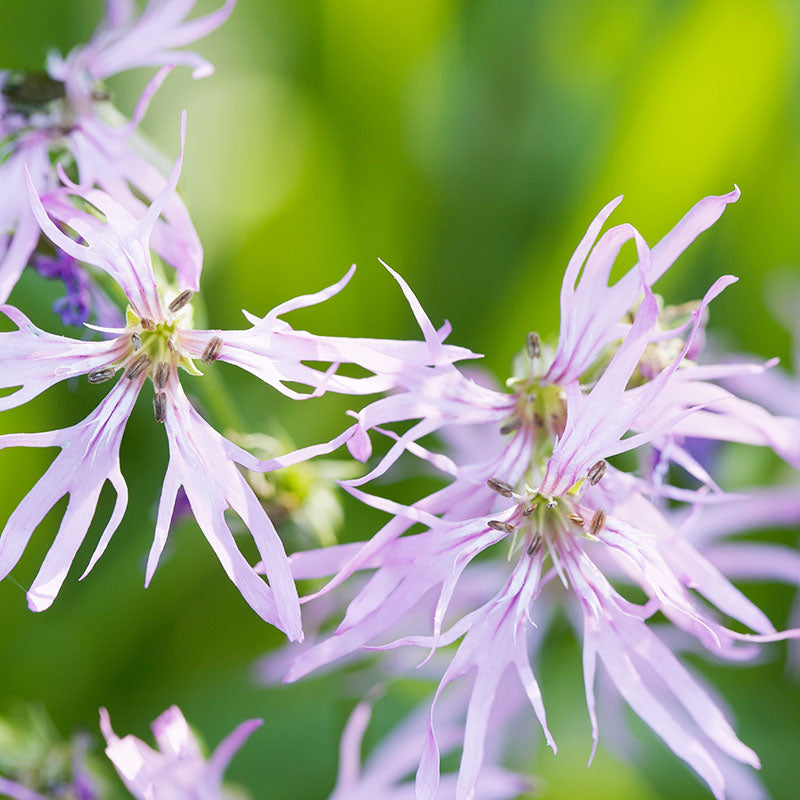Lychnis flos-cuculi - Ragged Robin Seeds – Stocks & Green