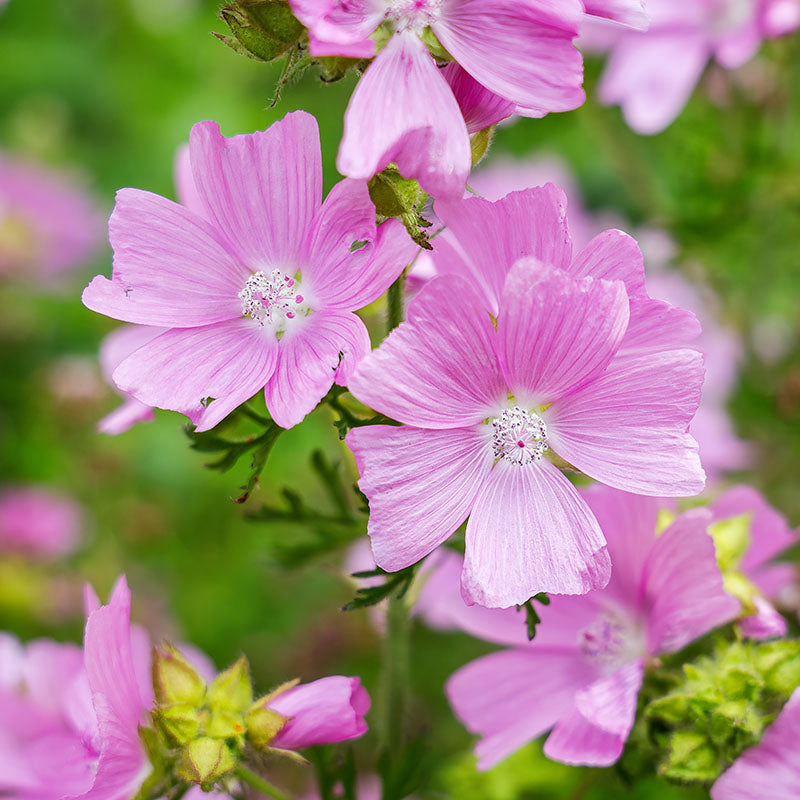 Malva moschata - Musk Mallow Seeds – Stocks & Green