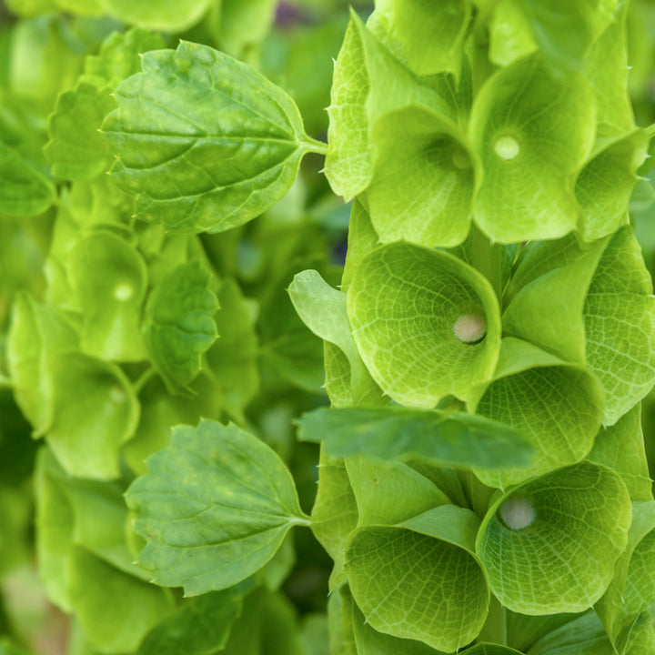 Lime Green – Stocks & Green